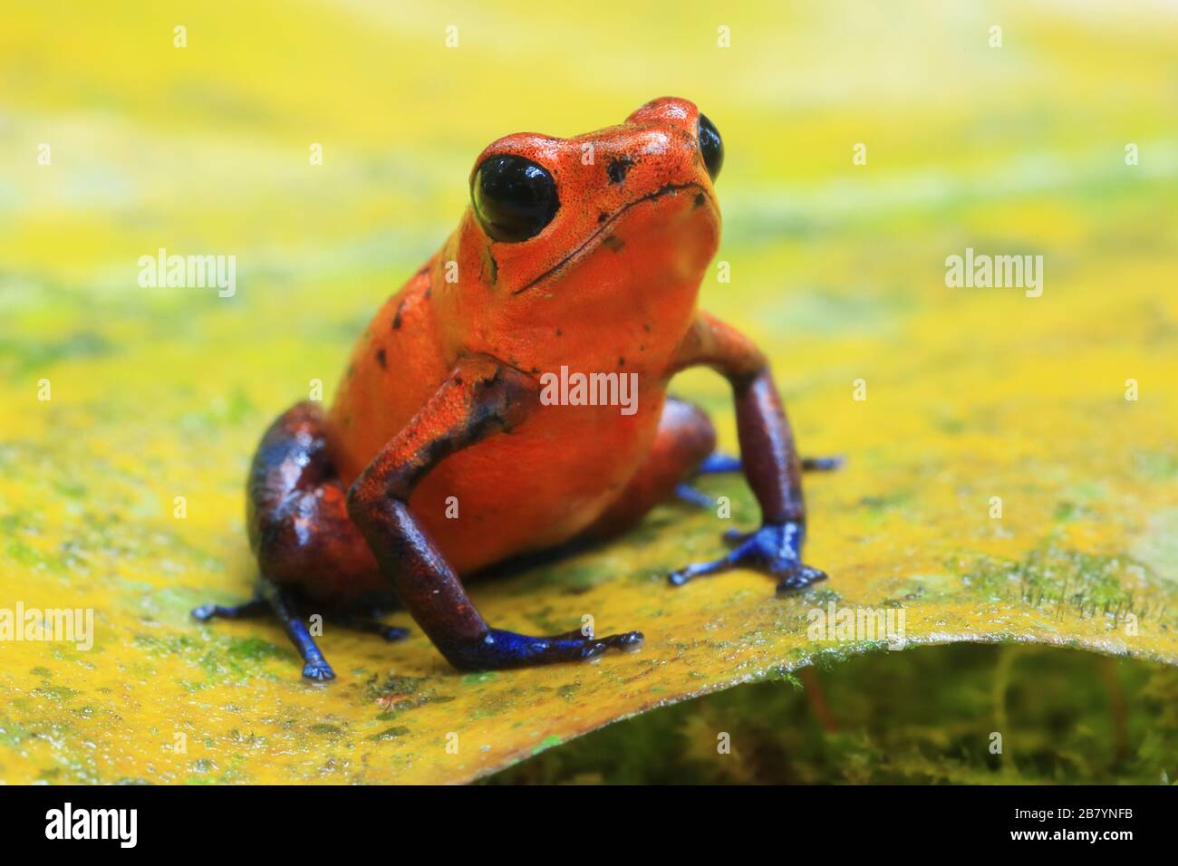 Strawberry poison dart frog (Oophaga pumilio) in lowland rainforest. La ...