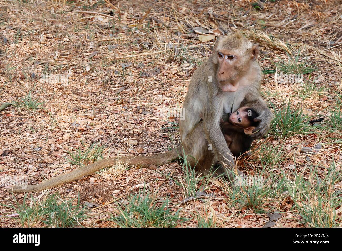 Angry Monkey High Resolution Stock Photography and Images - Alamy