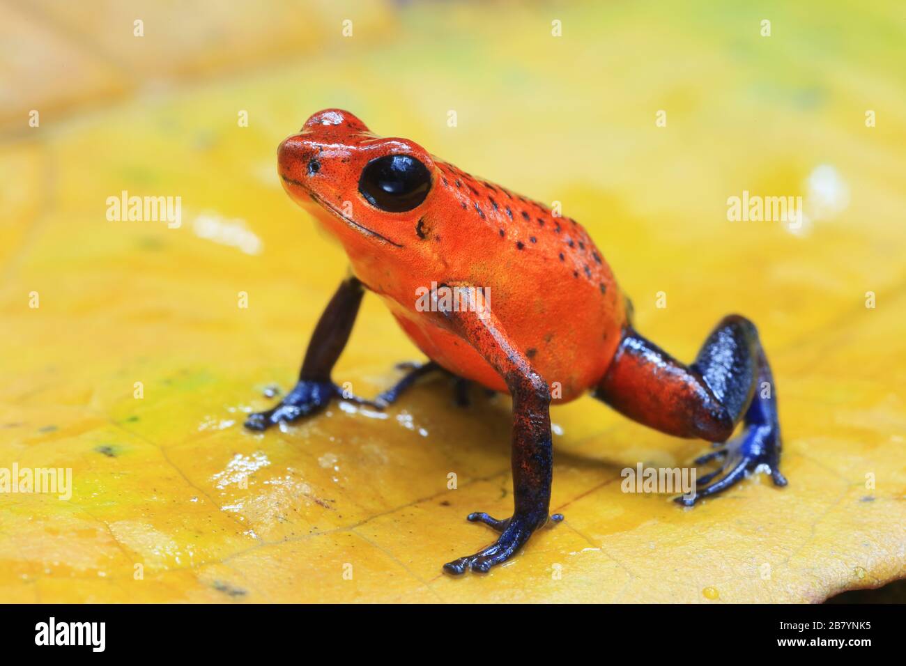 Strawberry poison dart frog (Oophaga pumilio) in lowland rainforest. La ...
