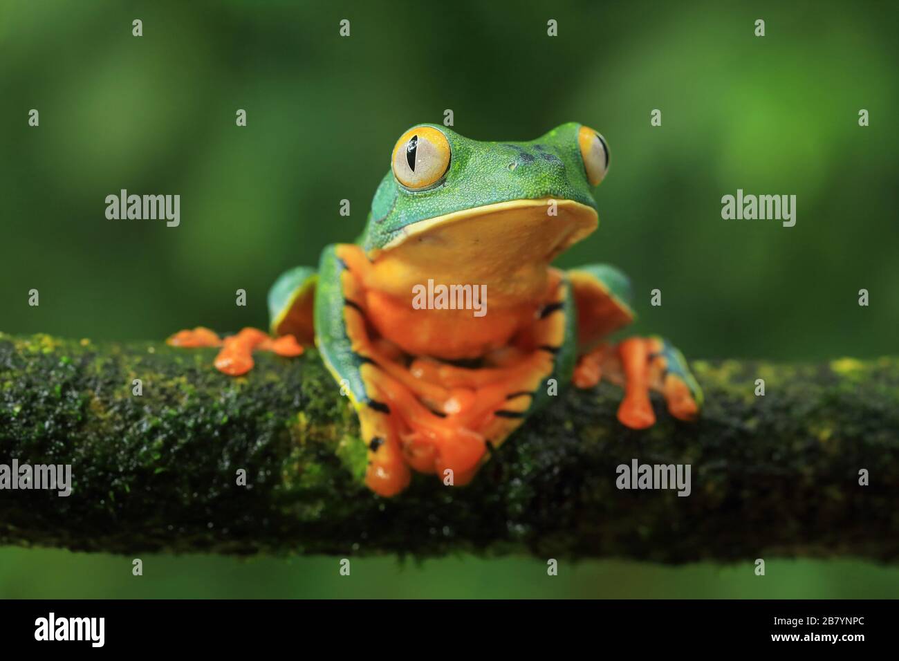 Splendid Leaf Frog (Cruziohyla sylviae) in lowland rainforest. La Selva ...