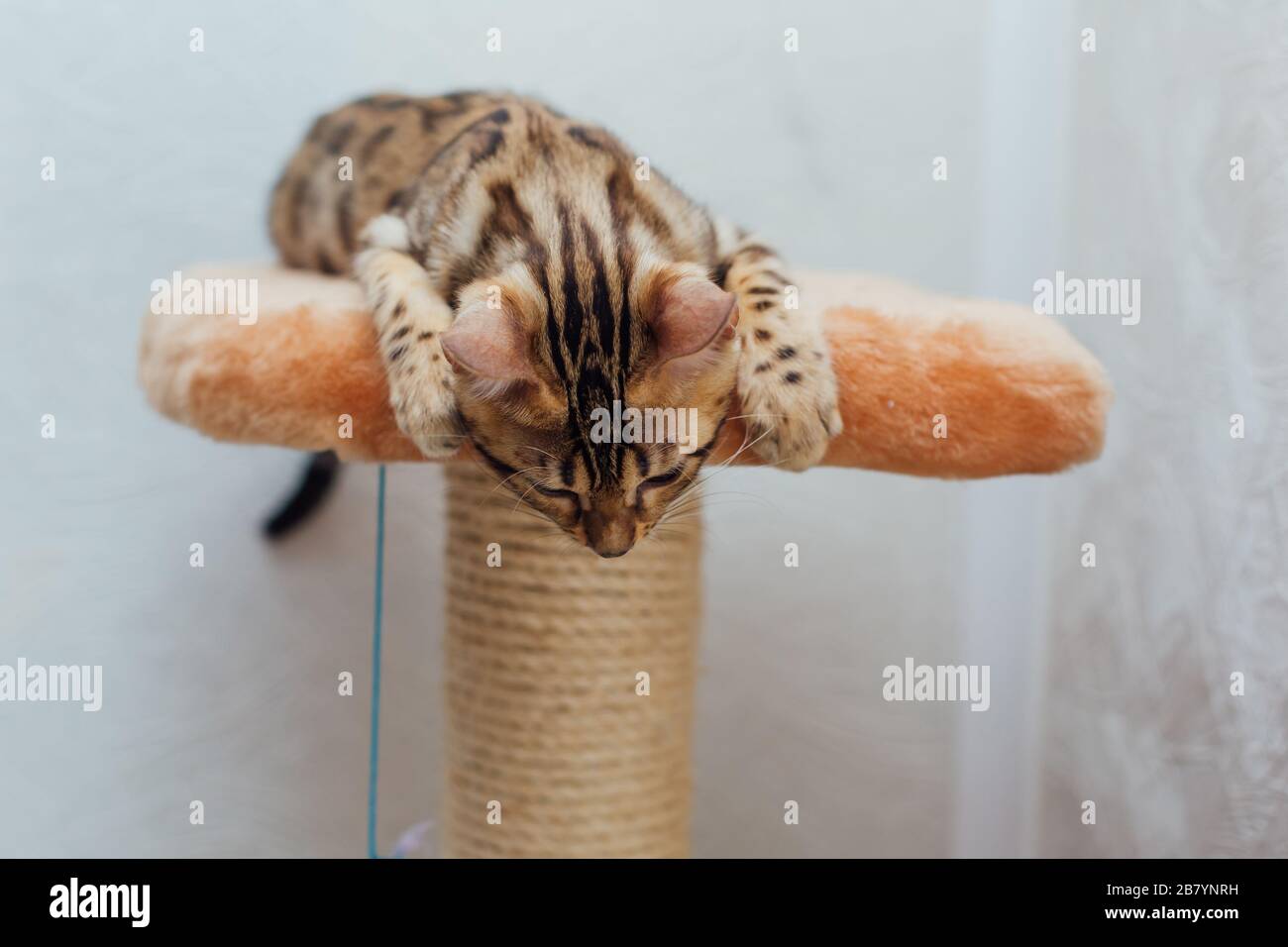 Little cute bengal kitten sitting on a soft cat's shelf looking down ...