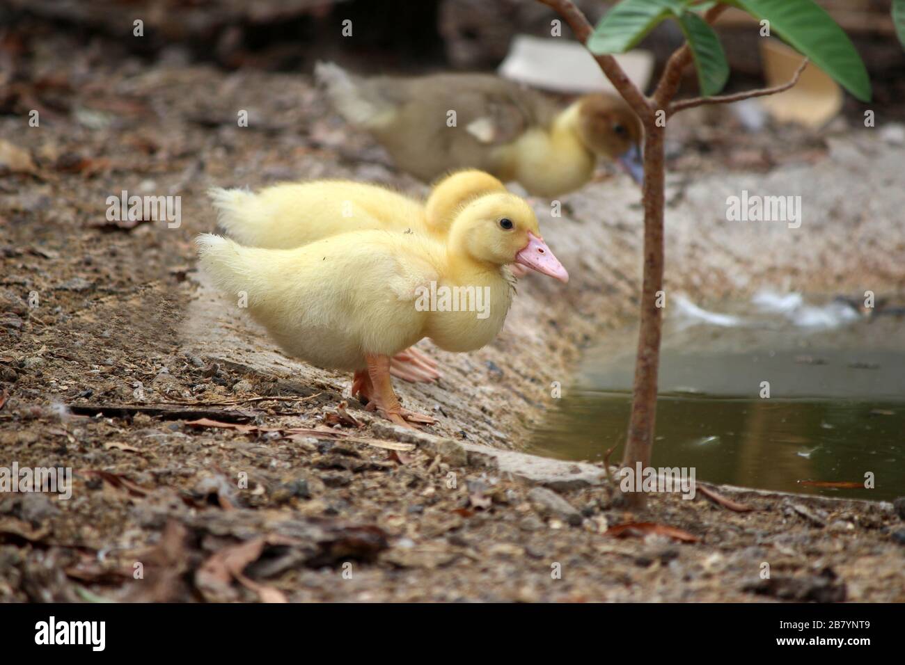 baby duck happy in countryside style Stock Photo - Alamy