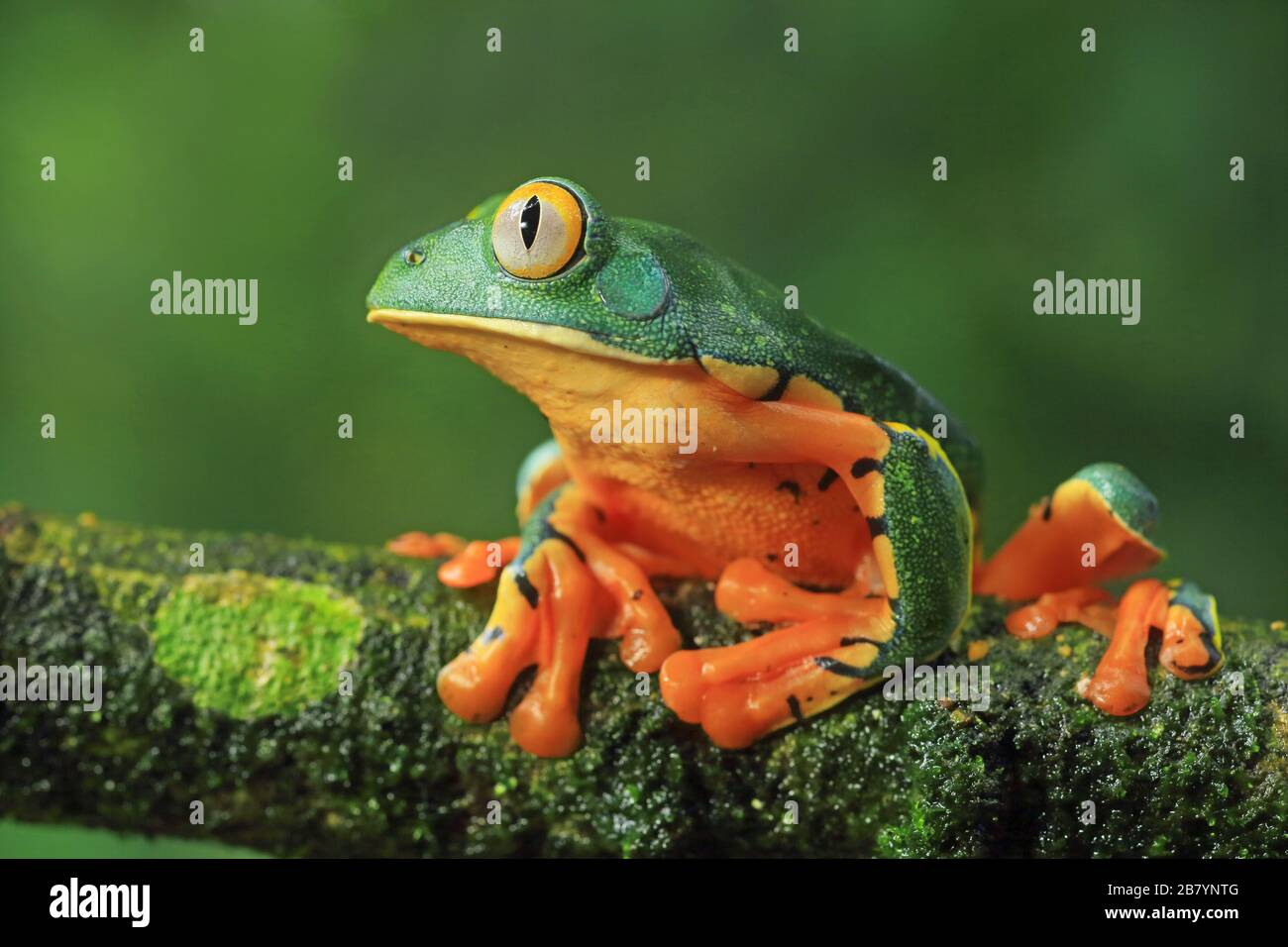 Splendid Leaf Frog (Cruziohyla sylviae) in lowland rainforest. La Selva ...