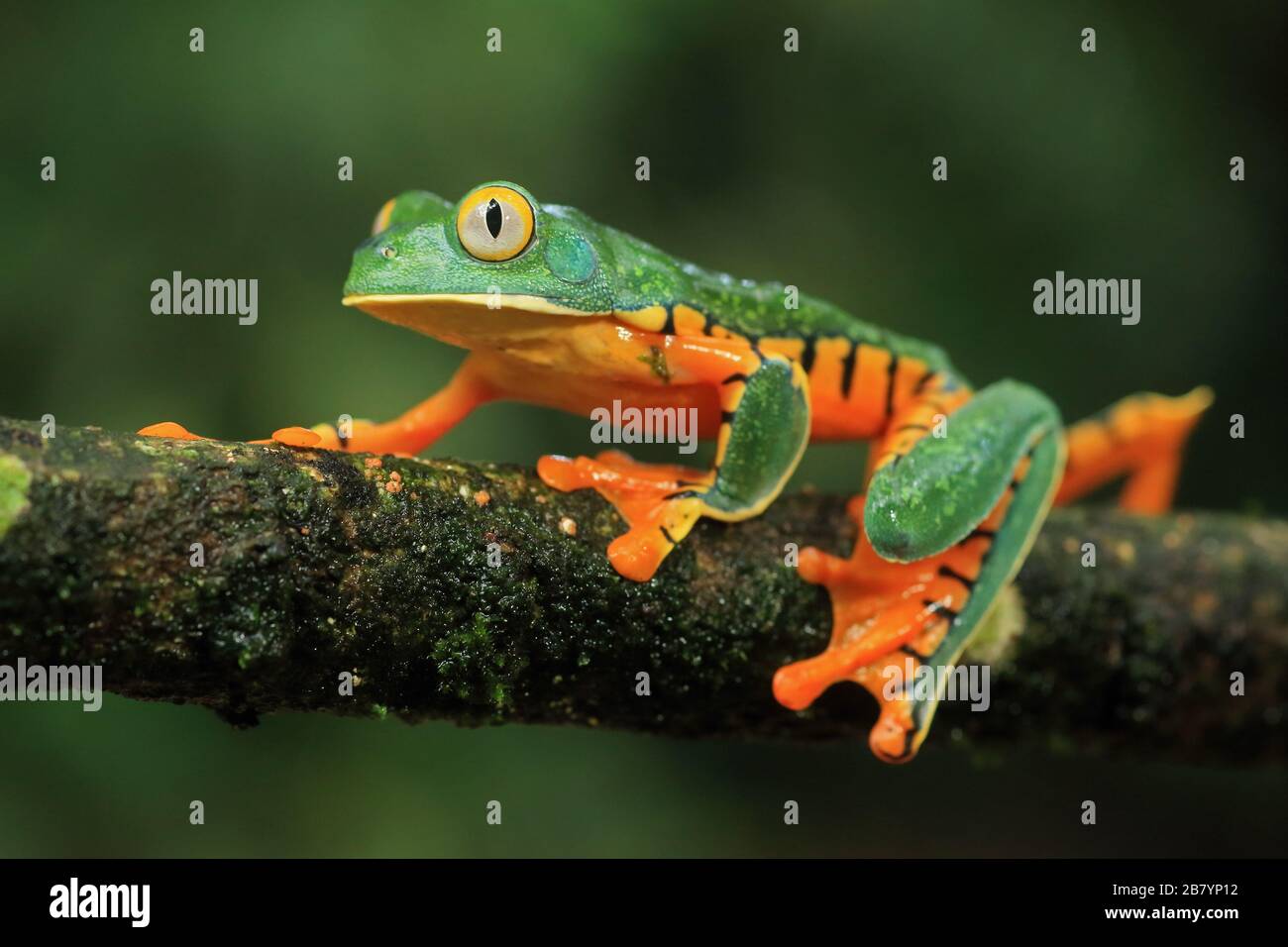 Costa rica frogs hi-res stock photography and images - Alamy