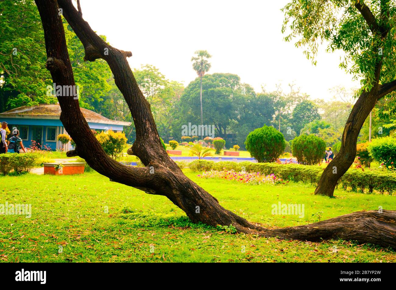 Soil creep fallen tree with curved shape in tree trunk lying on ground ...