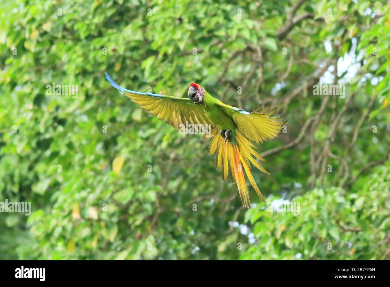 Great Green Macaw (Ara ambiguus) flying. Puerto Viejo, Limón, Costa ...
