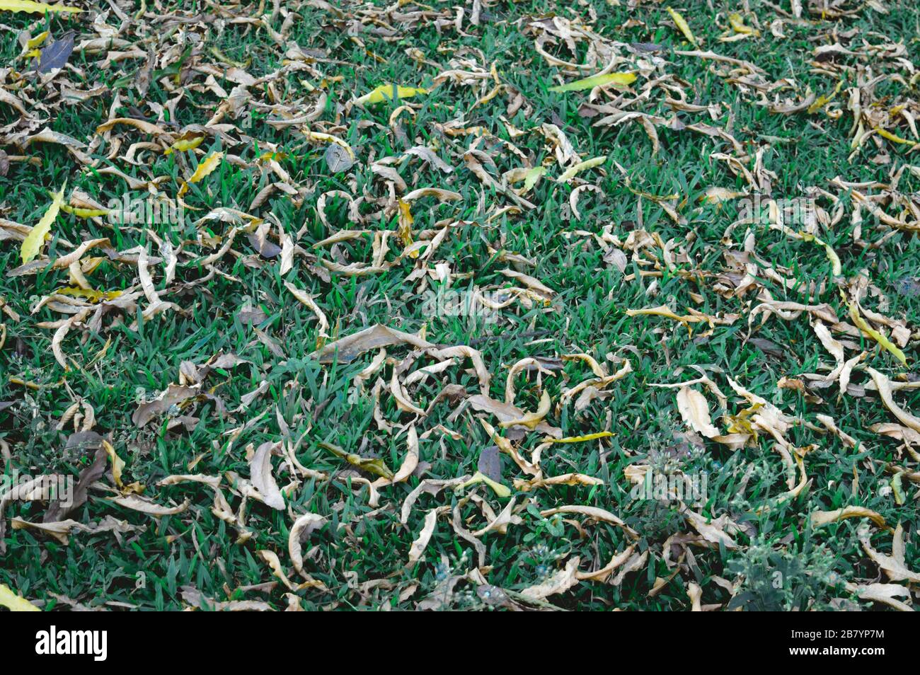 Dead plants dry leaves lying on green grass meadow hi-res stock ...