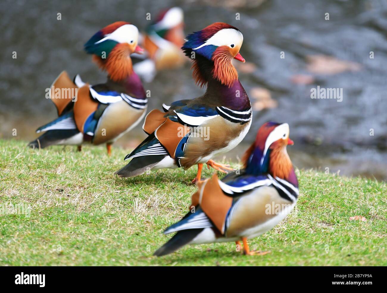 Potsdam, Germany. 13th Mar, 2020. Tangerine ducks stand on the bank of ...