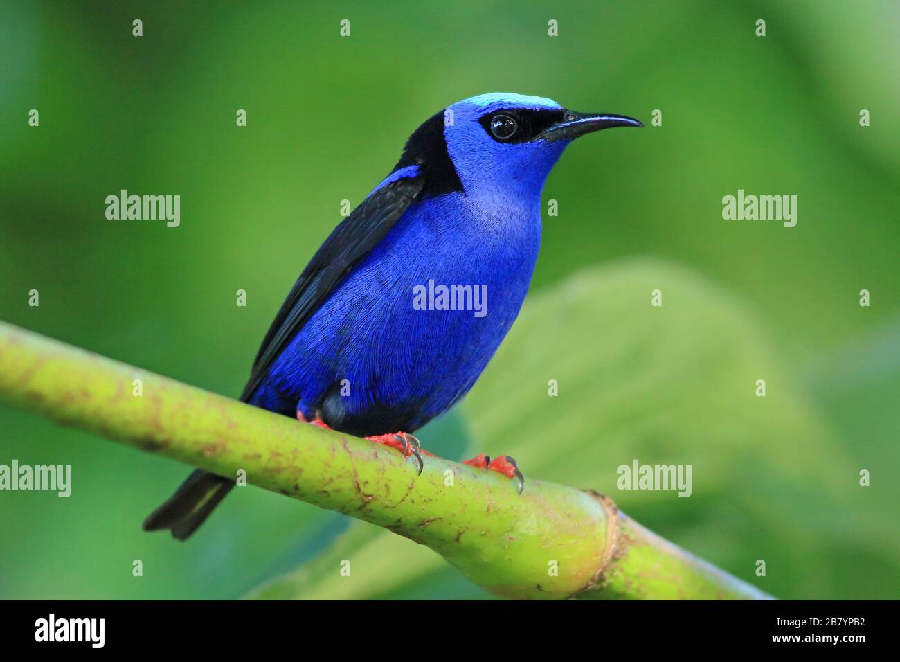 Multi legged animals hi-res stock photography and images - Alamy