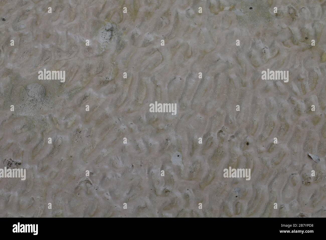 mud of mangrove forest for background texture soil wet Stock Photo - Alamy