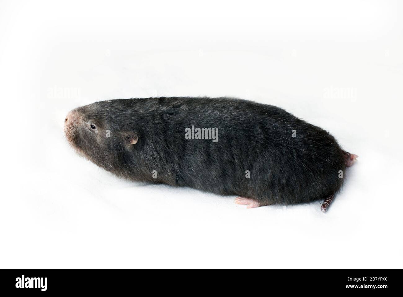 mole, the mole are molehill wool black grey color, asia mole on ...