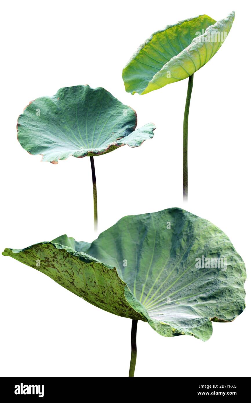 lily pad and lotus bud isolated on white background Stock Photo - Alamy