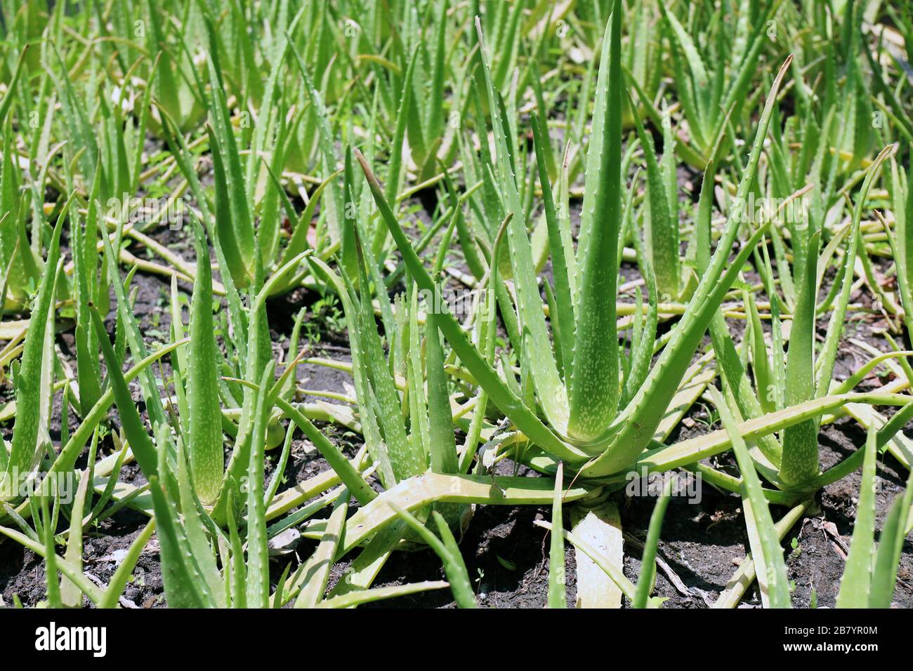 aloe vera garden, plantation aloe vera farm background, aloe vera ...