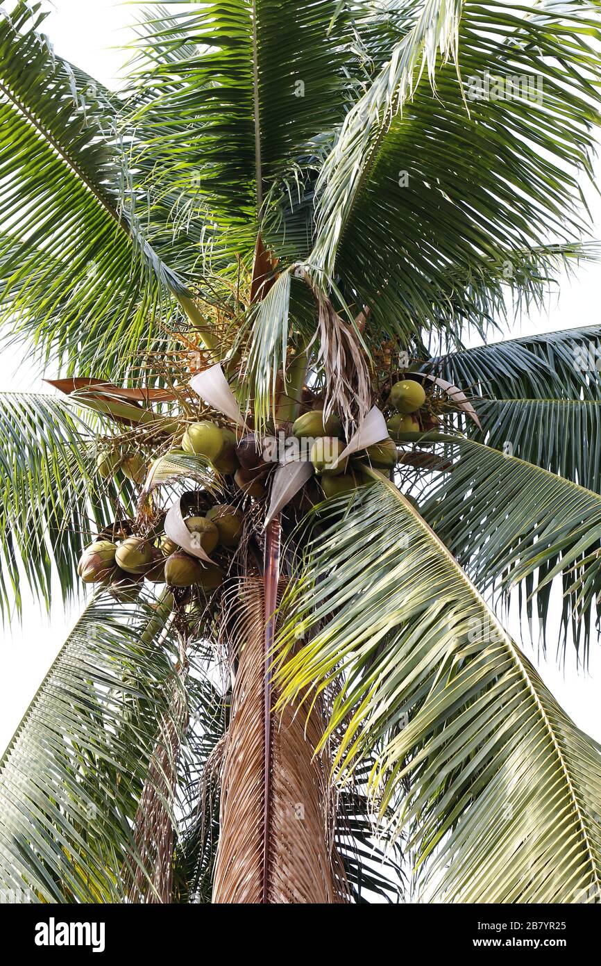 coconut farm, plantation coconut tree Stock Photo - Alamy