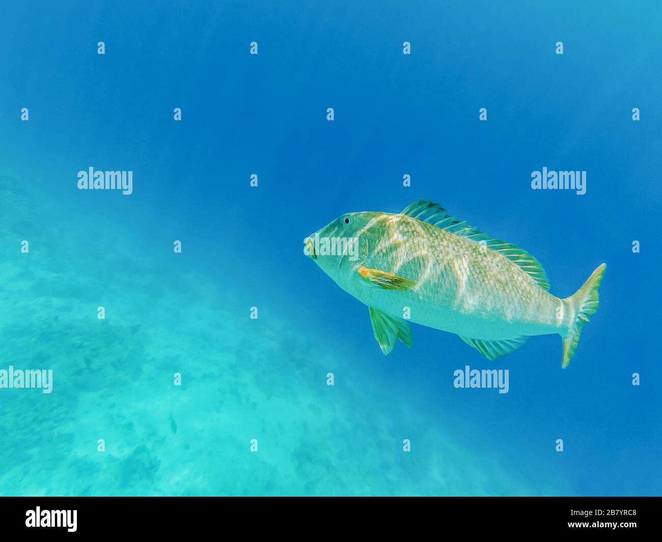 Underwater shooting. The yellow-lipped lethrin belongs to the family of ...