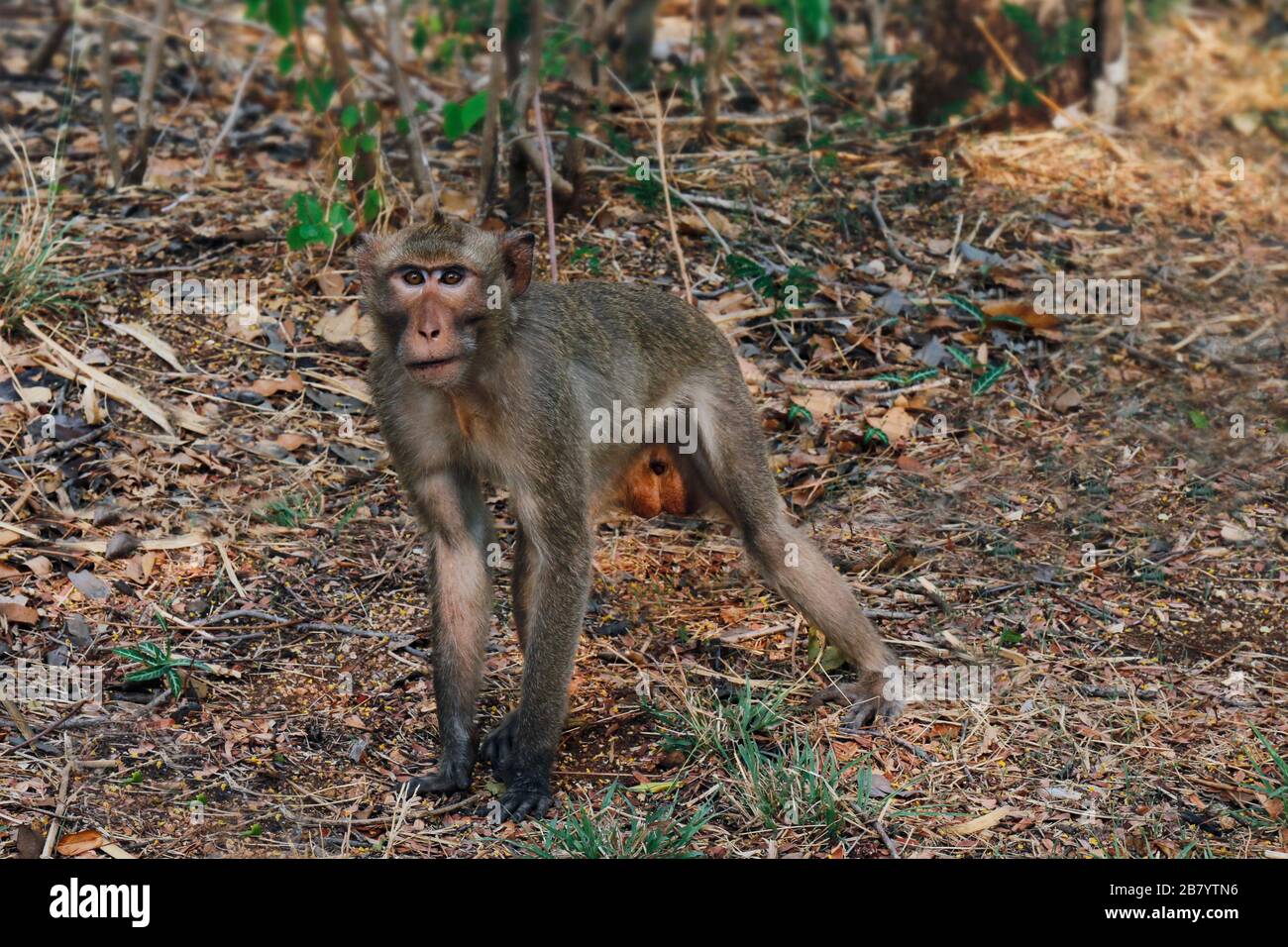 Monkeys walk in the wild Stock Photo - Alamy