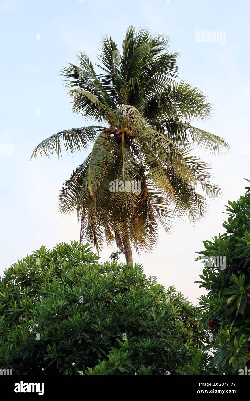 coconut farm, plantation coconut tree Stock Photo - Alamy