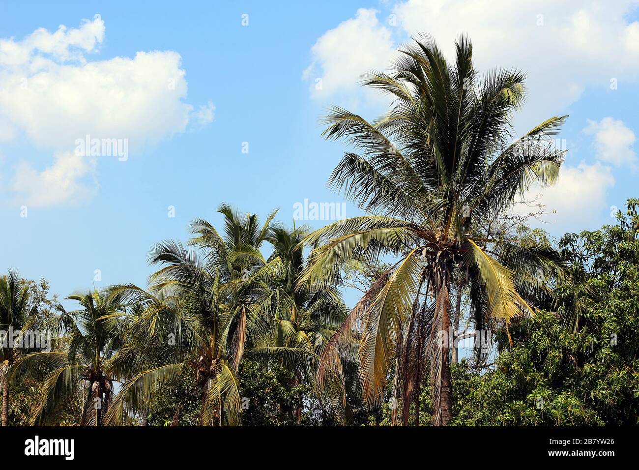 coconut farm, plantation coconut Stock Photo - Alamy