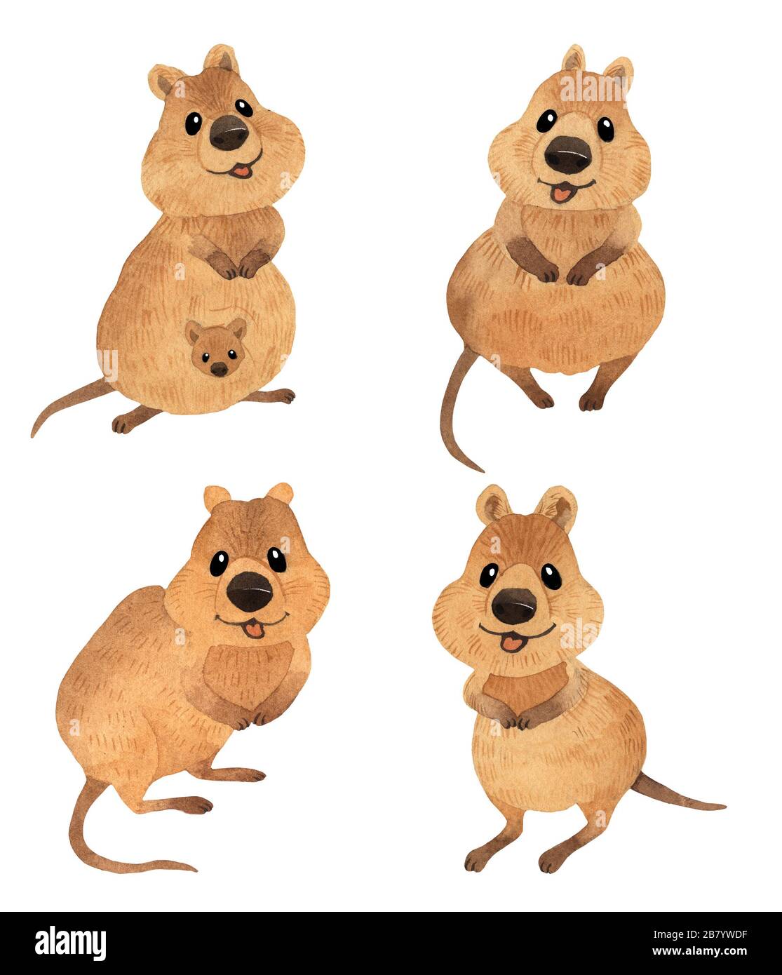 Quokka baby Cut Out Stock Images & Pictures - Alamy