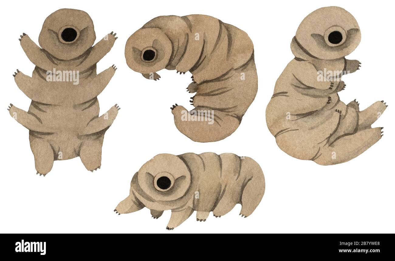 Set of tardigrades, cute water bear. Isolated on white background Stock ...
