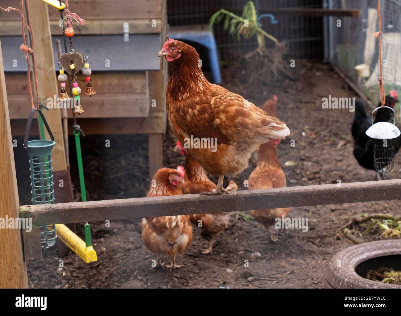 Buff Orpington breed of hens in a chicken run at an allotment in ...