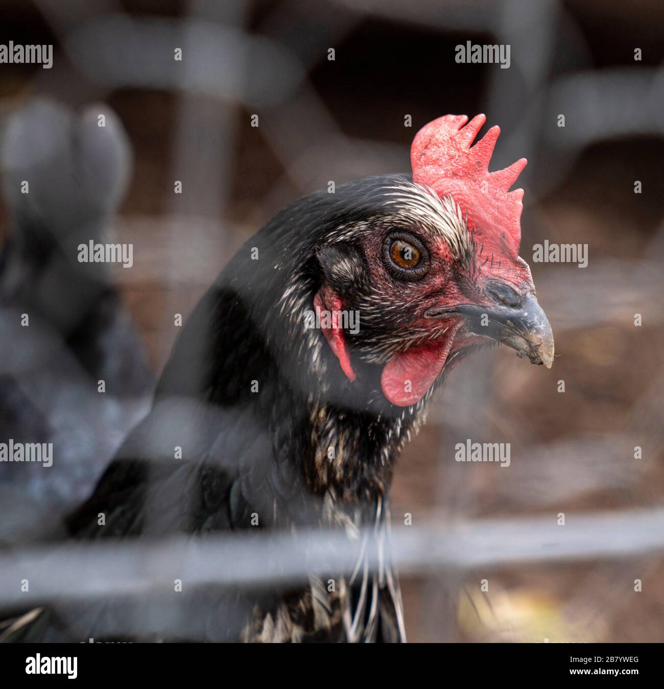 A black feathered hen in a chicken run at an allotment in Bromley Stock ...