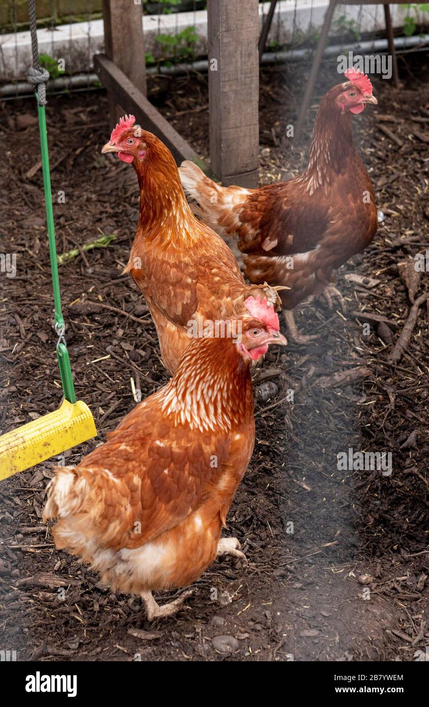 Buff orpington breed hens hi-res stock photography and images - Alamy