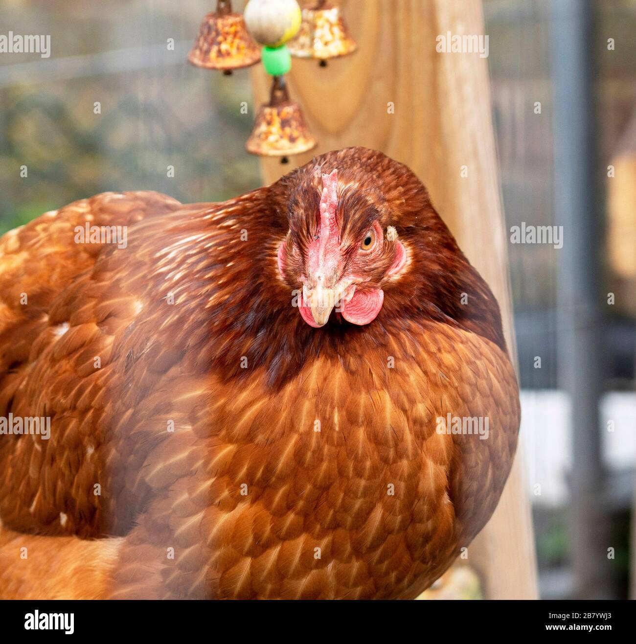 Buff orpington breed hens hi-res stock photography and images - Alamy