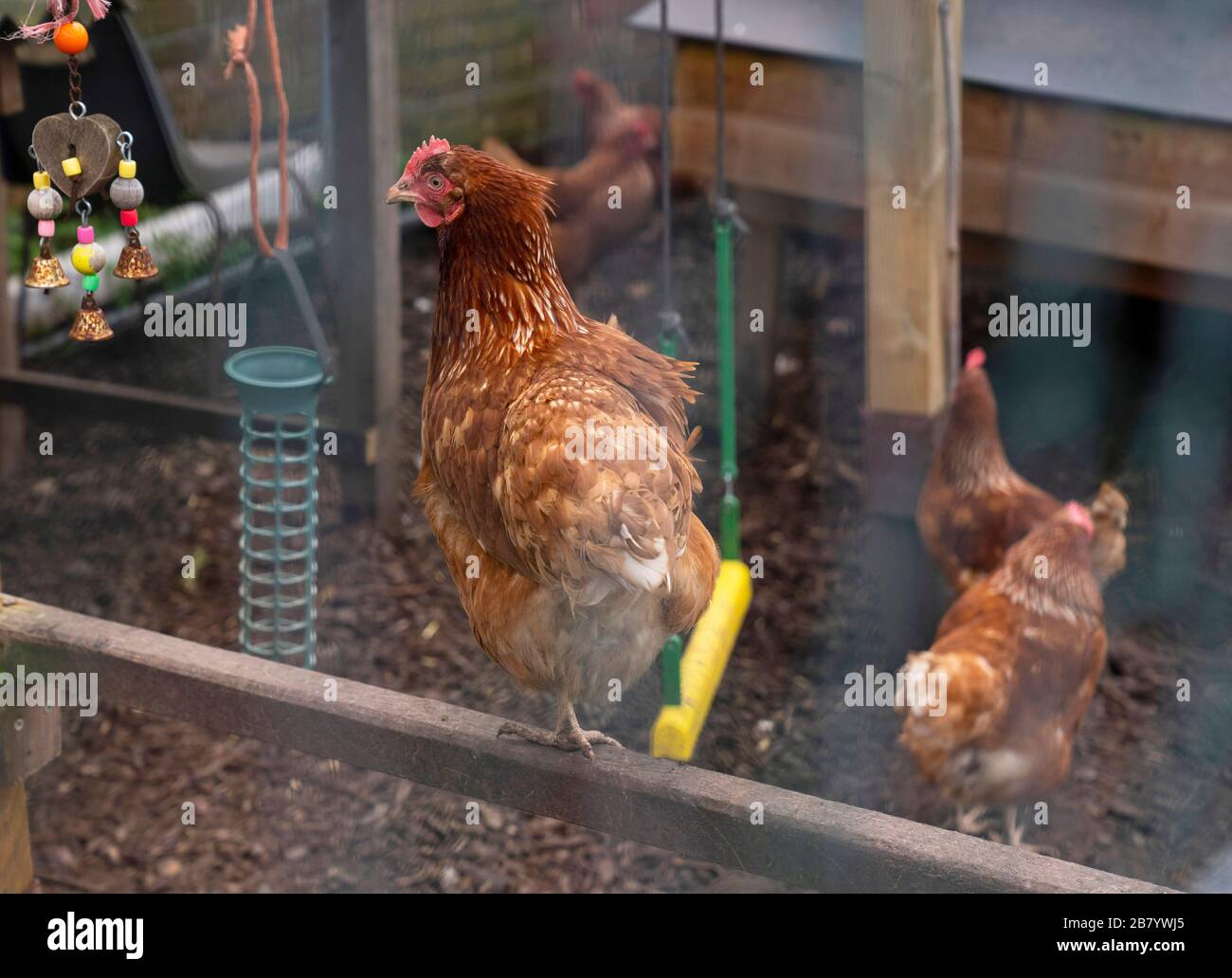 Buff orpington breed hens hi-res stock photography and images - Alamy