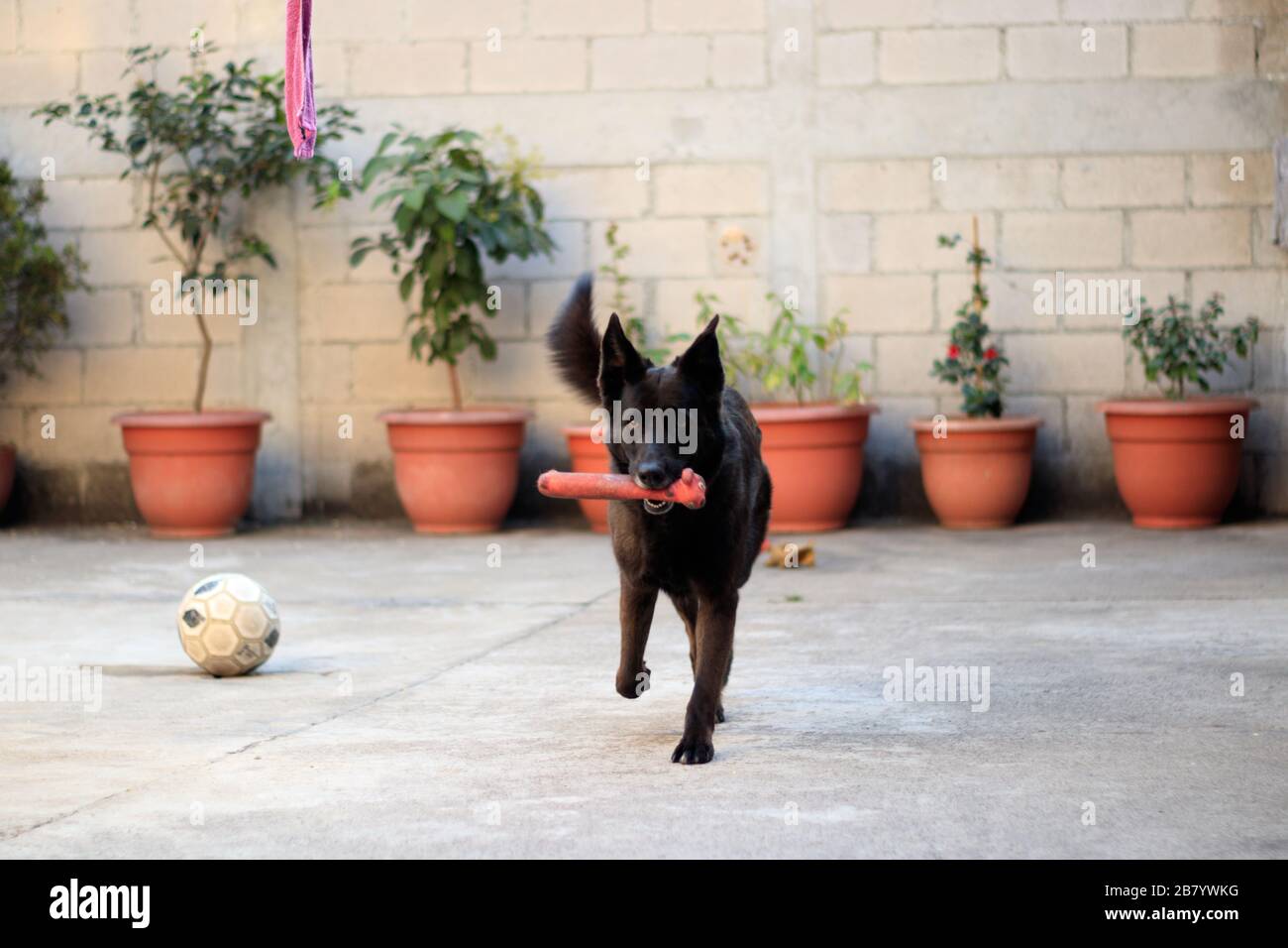 black dog playing with toys Stock Photo - Alamy