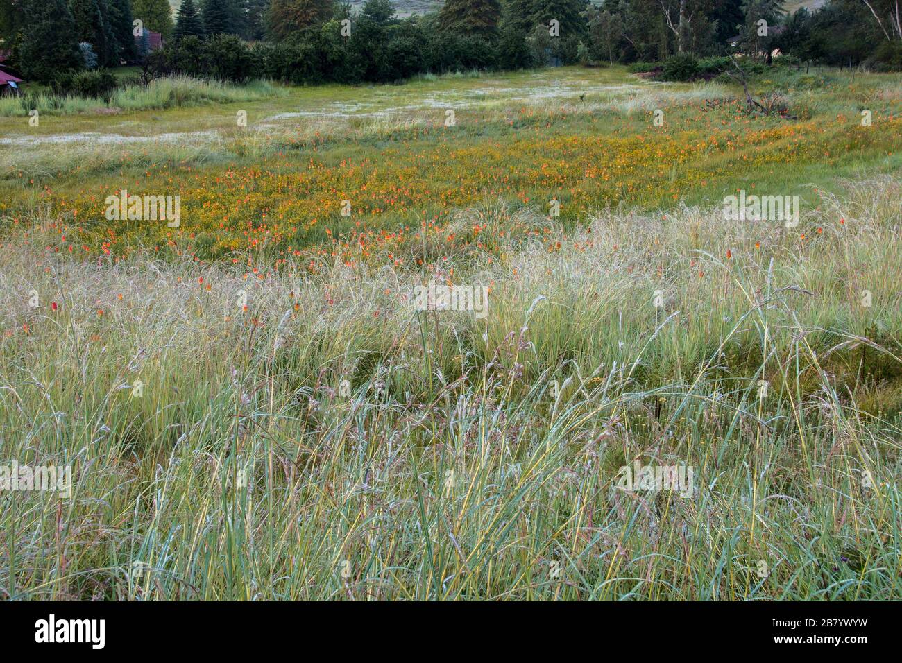 Indigenous Grasses High Resolution Stock Photography and Images - Alamy