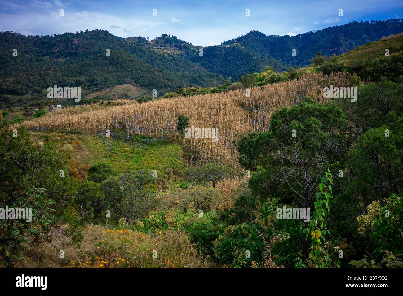 Mountains of mexico and corn hi-res stock photography and images - Alamy