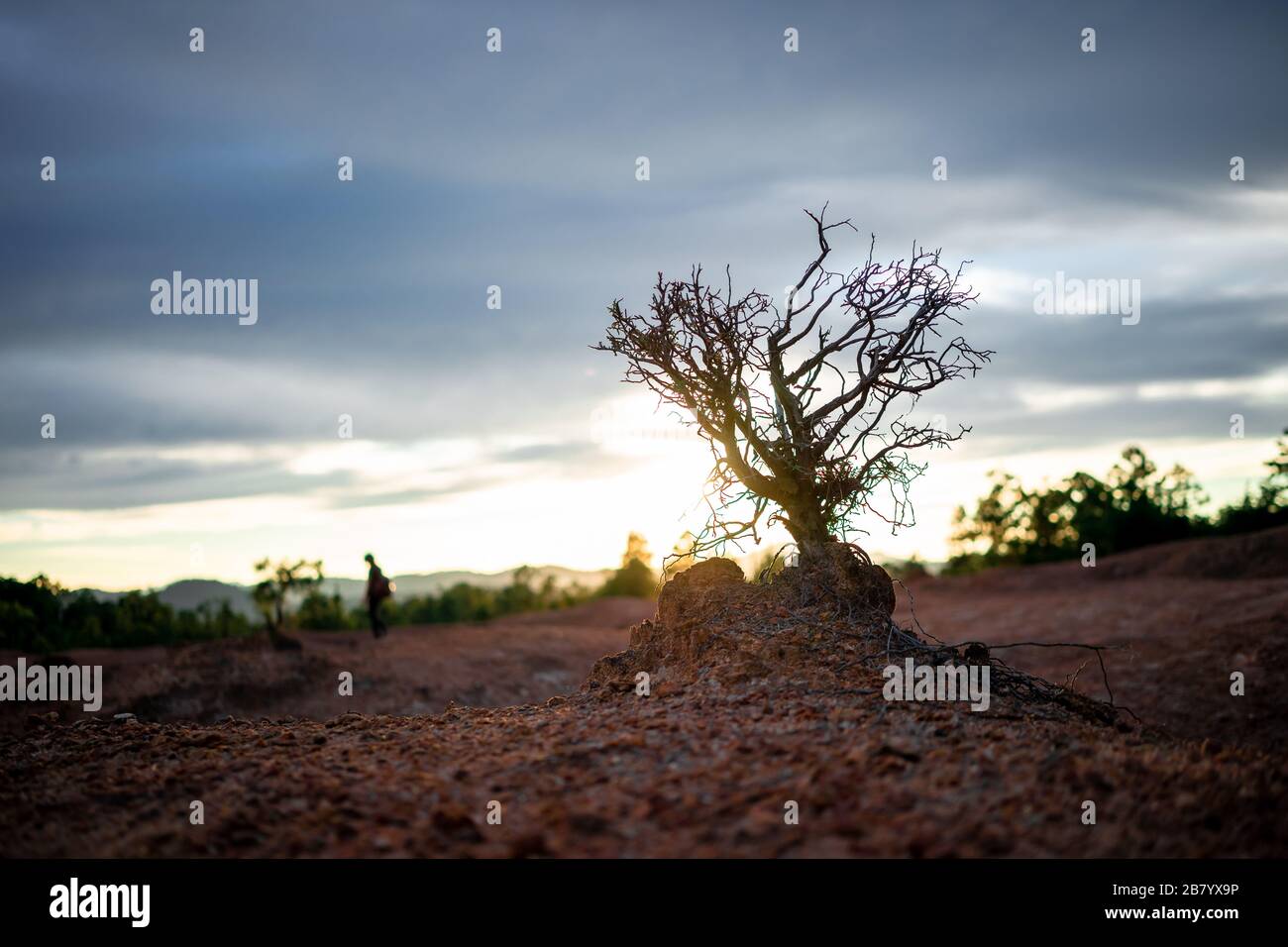 dry and dying tree in the middle of a desert landscape at sunset Stock ...