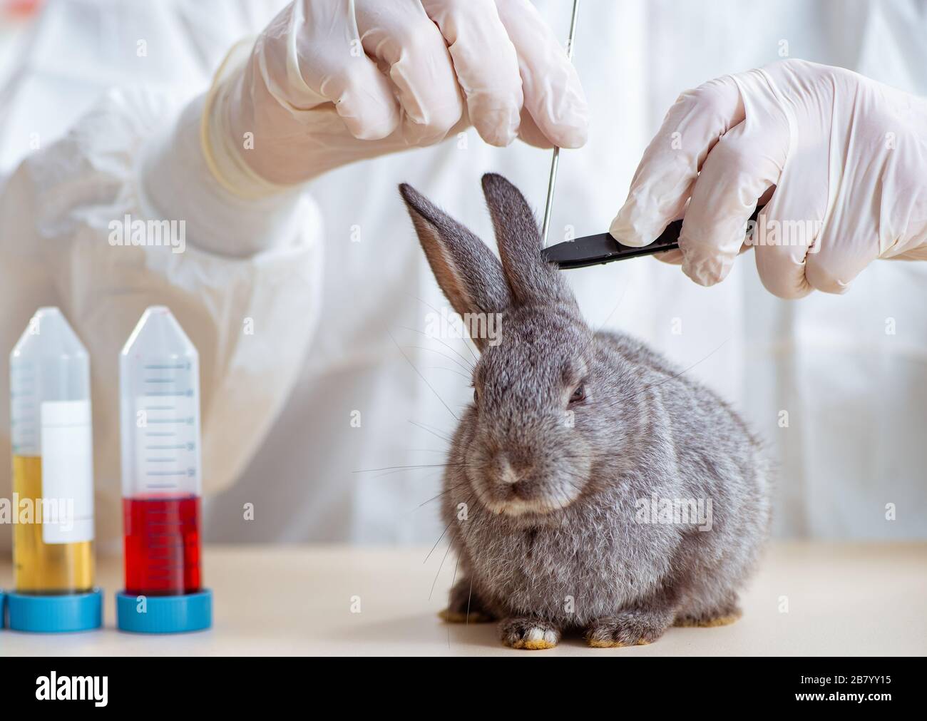 The vet doctor checking up rabbit in his clinic Stock Photo - Alamy