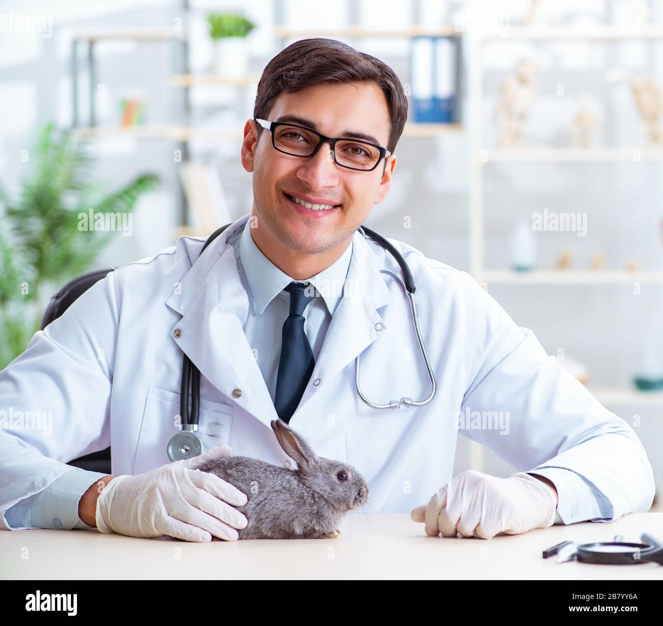 The vet doctor checking up rabbit in his clinic Stock Photo - Alamy