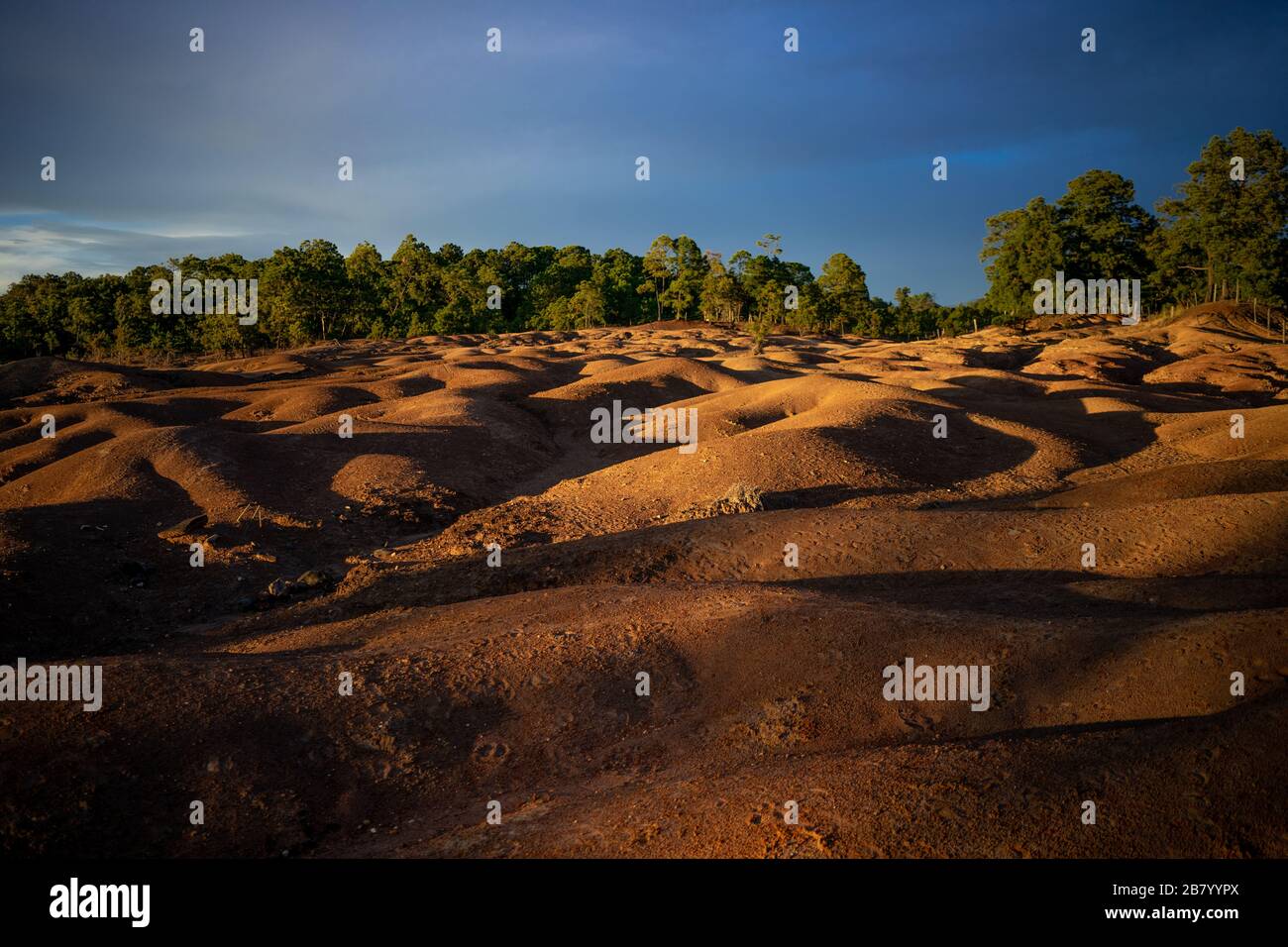Strange landscape with small dunes that resemble desert and forest in ...