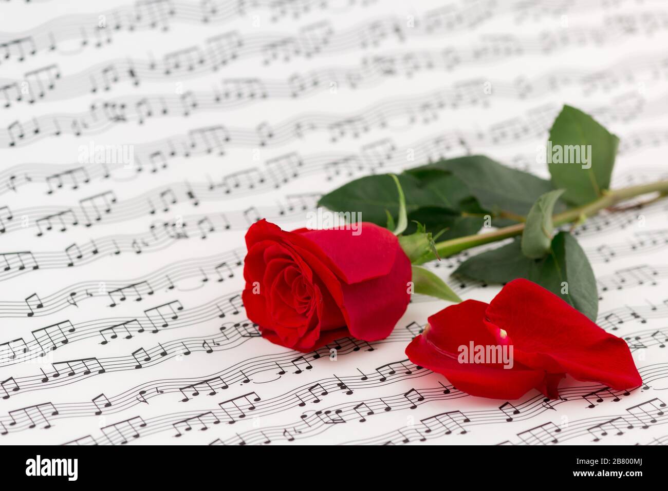 roses and music sheets Stock Photo - Alamy