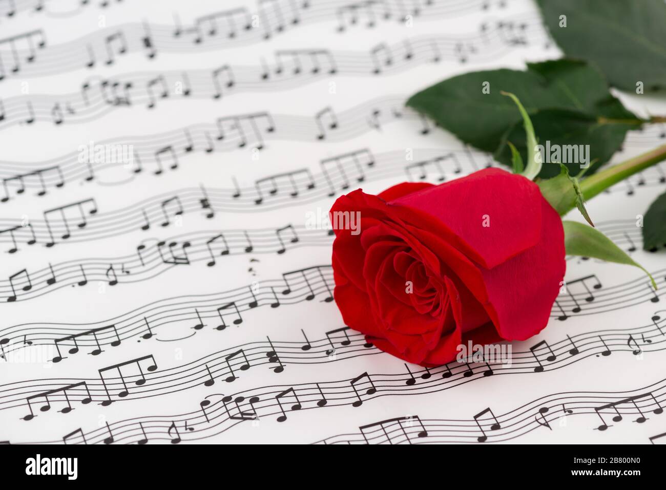 roses and music sheets Stock Photo - Alamy