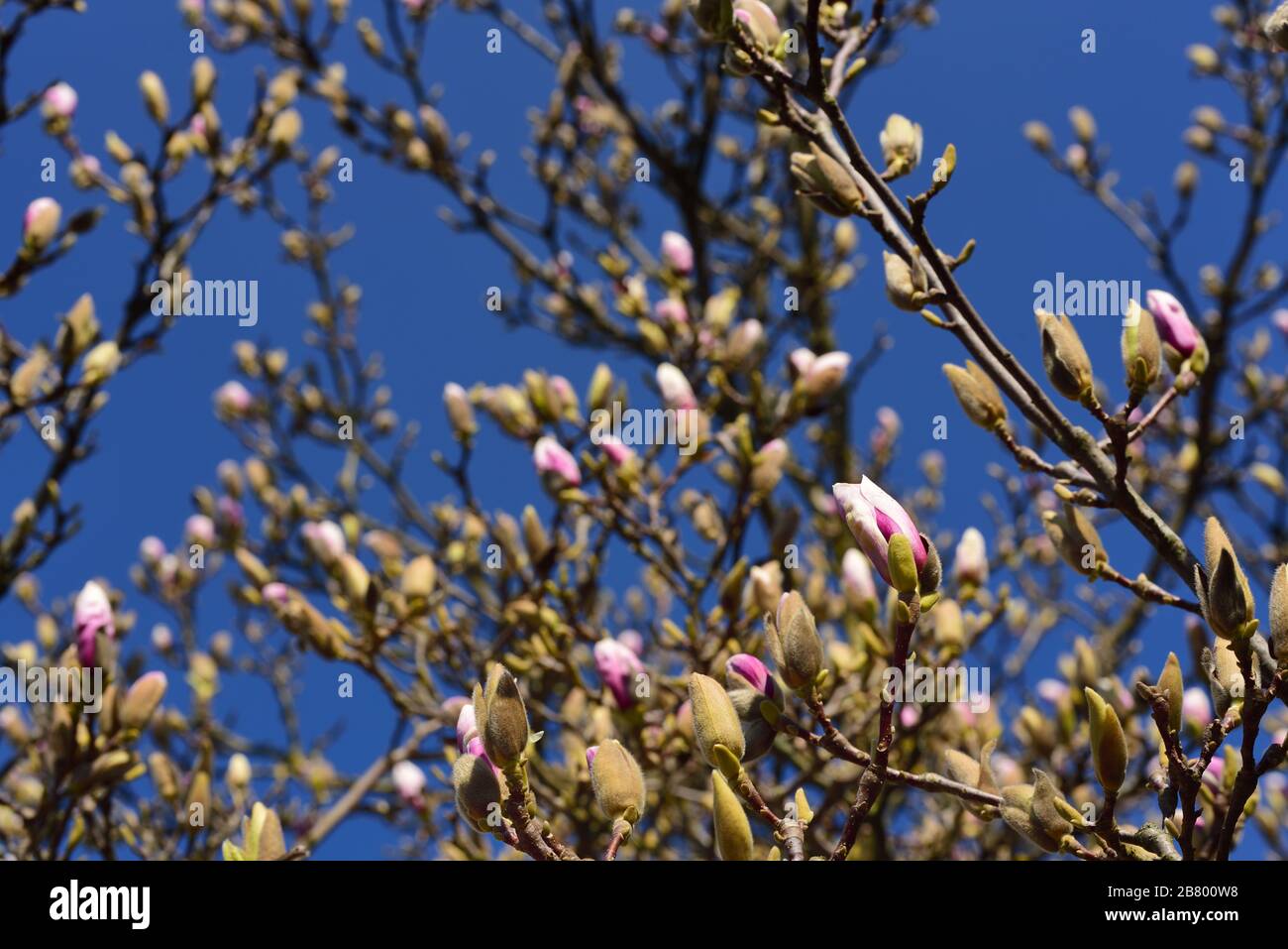 The crown of a magnolia that is just opening its buds against a blue ...