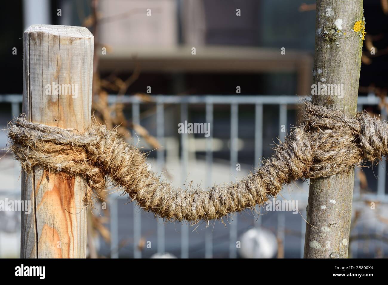 Rope tied to tree hi-res stock photography and images - Alamy