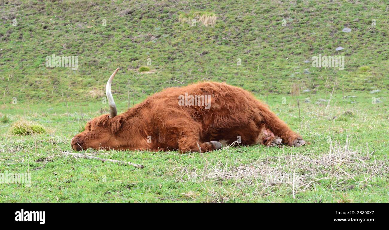 A Scottish highland cattle, with brown shaggy fur and large horns, lies ...