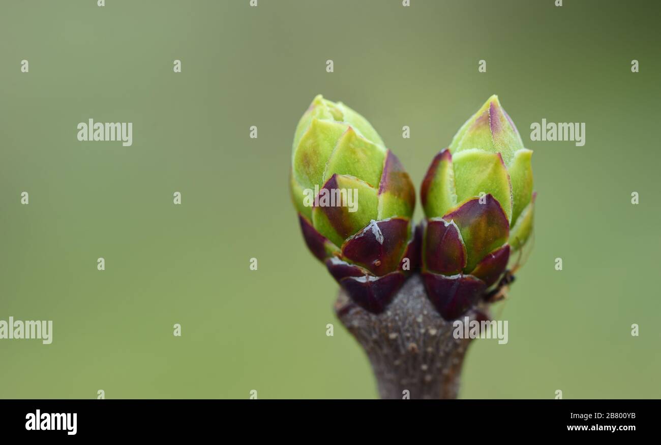 Pear tree buds hi-res stock photography and images - Alamy