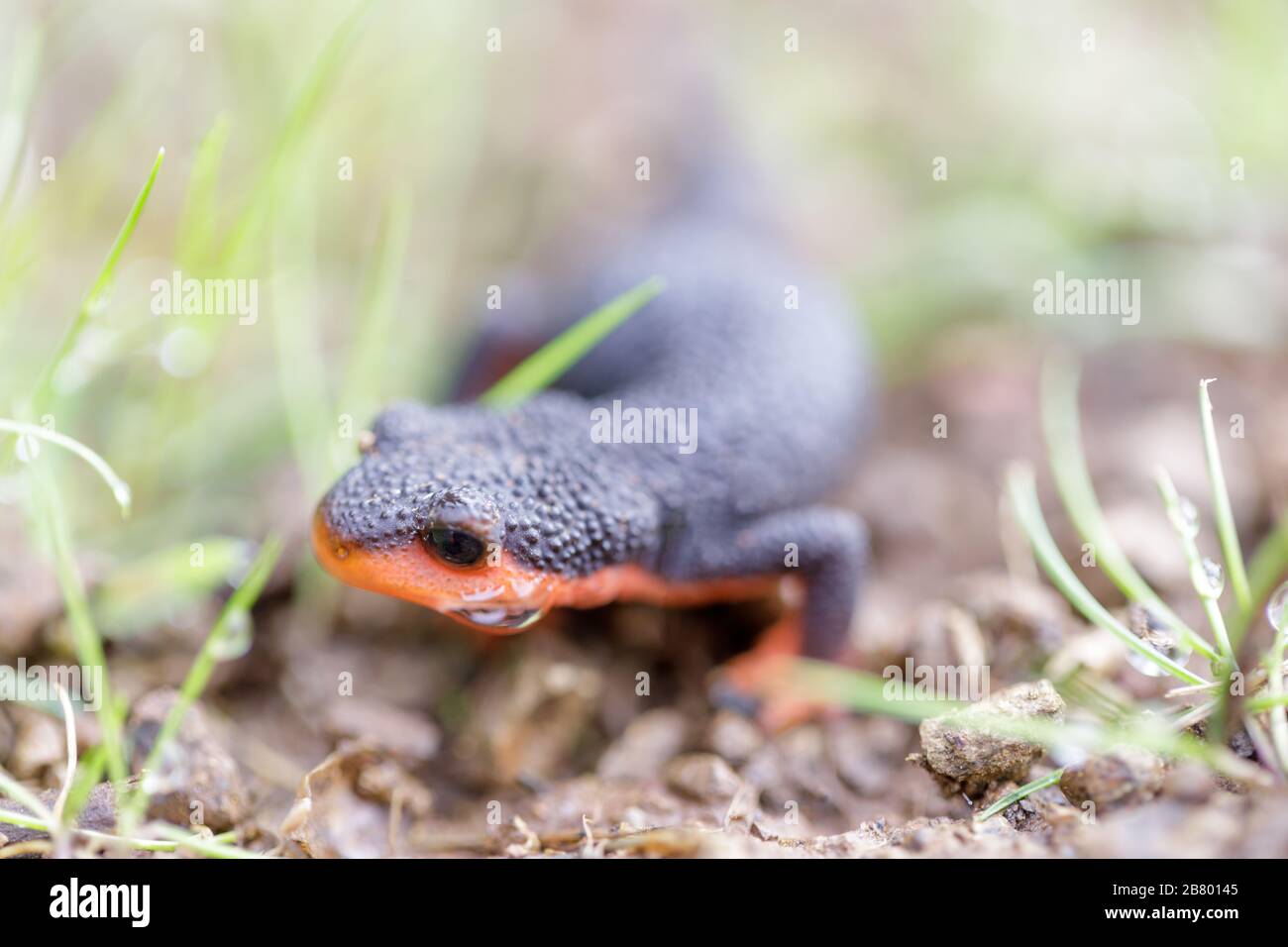 Rough skinned newt hi-res stock photography and images - Alamy
