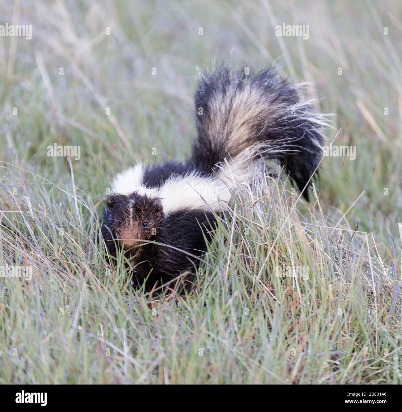 Stinky Bay High Resolution Stock Photography and Images - Alamy