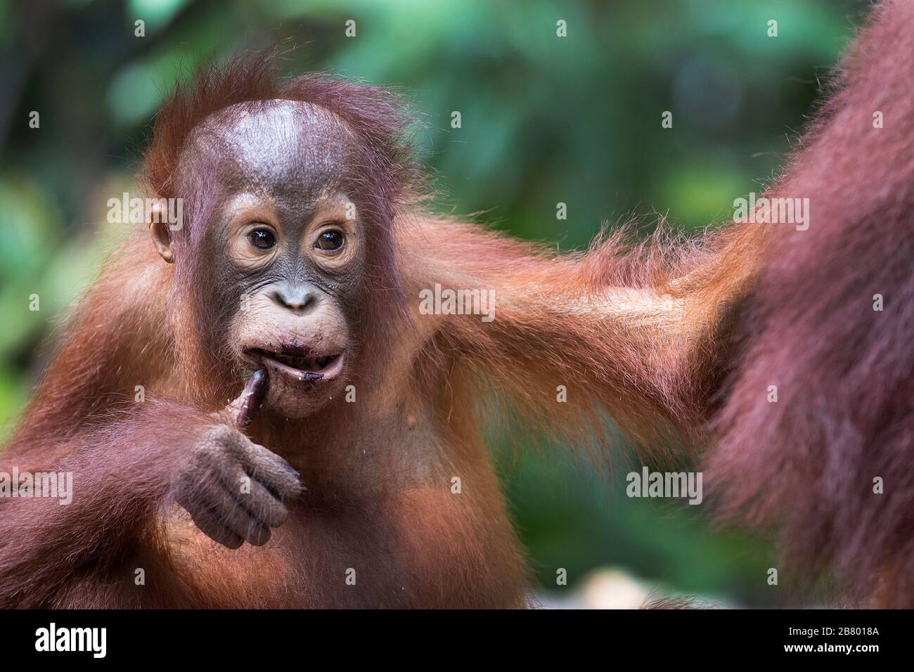 The image of Baby Bornean orangutan (Pongo pygmaeus) in Kalimantan ...