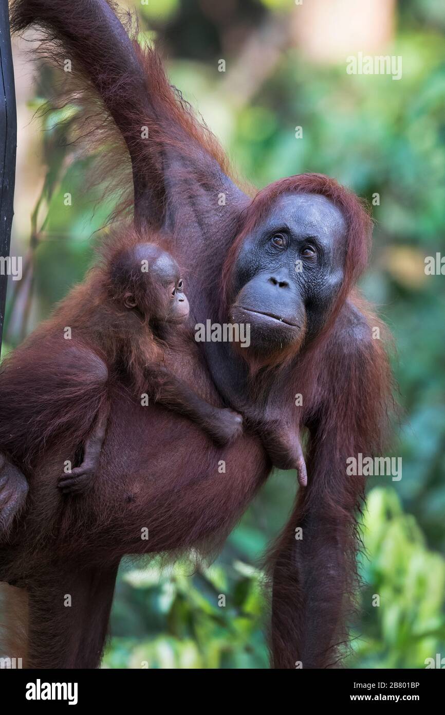 The image of Mother and baby Bornean orangutan (Pongo pygmaeus) in ...