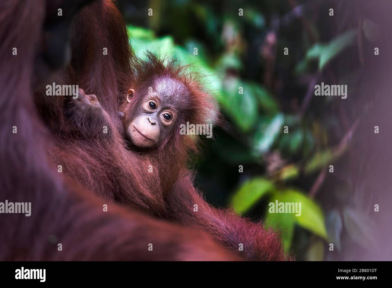 The image of Baby Bornean orangutan (Pongo pygmaeus) in Kalimantan ...