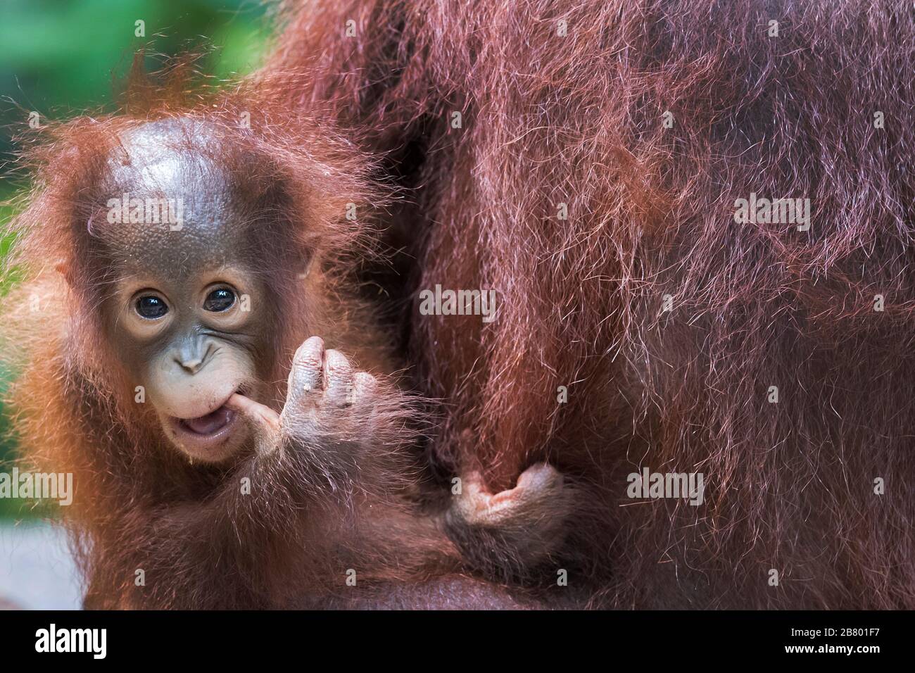 The image of Baby Bornean orangutan (Pongo pygmaeus) in Kalimantan ...