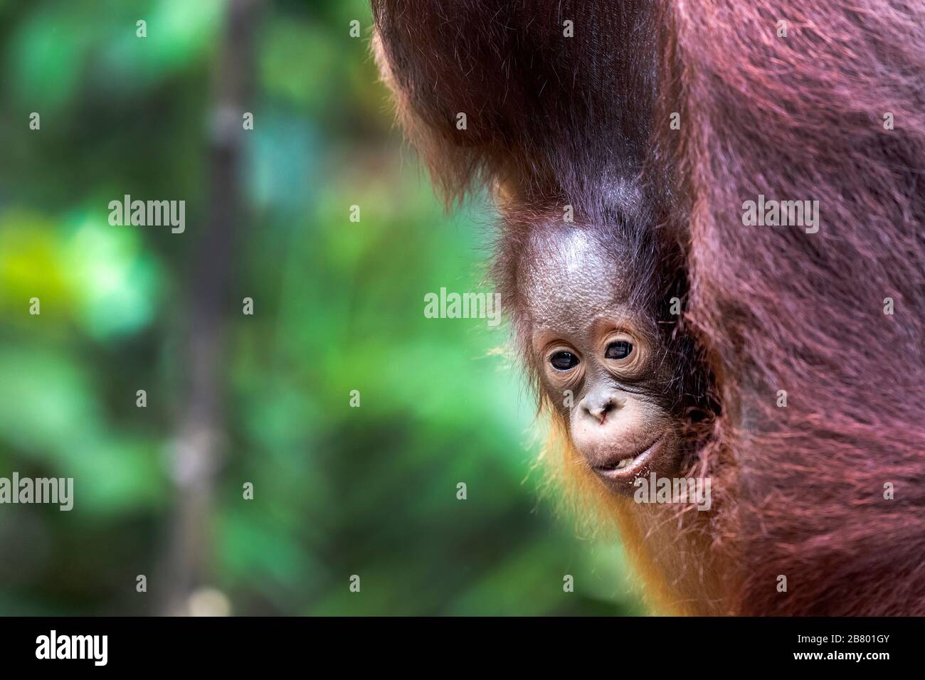 The image of Baby Bornean orangutan (Pongo pygmaeus) in Kalimantan ...
