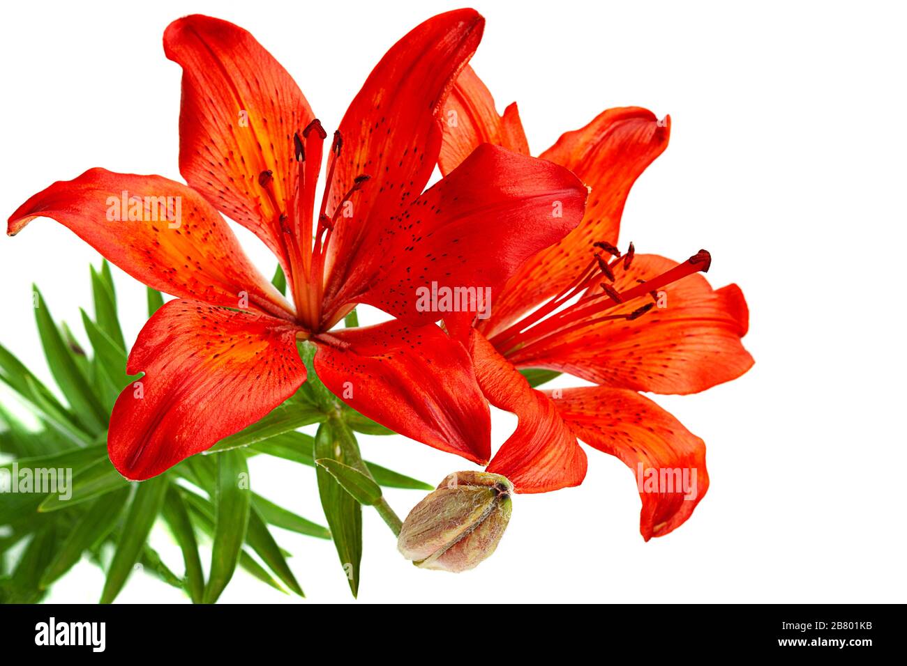 Lilly head hi-res stock photography and images - Alamy